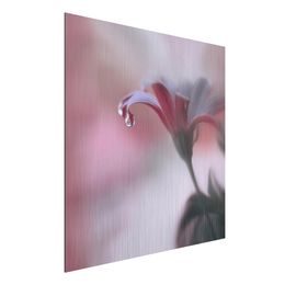 Bilderwelten Alu Dibond Outdoor Bild Blumen rot Motiv wetterfest - Invisible Touch - Deko Wohnzimmer Schlafzimmer