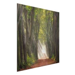 Bilderwelten Alu-Dibond Outdoor Bild Herrlicher Tag im Wald