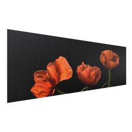 Bilderwelten Alu Dibond Outdoor Bild Blumen rot Motiv wetterfest - Mohnblumen um Mitternacht - Mohn Wohnzimmer Schlafzimmer