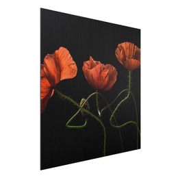 Bilderwelten Alu-Dibond Outdoor Bild Mohnblumen um Mitternacht