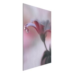 Bilderwelten Alu Dibond Outdoor Bild Blumen rot Motiv wetterfest - Invisible Touch - Deko Wohnzimmer Schlafzimmer