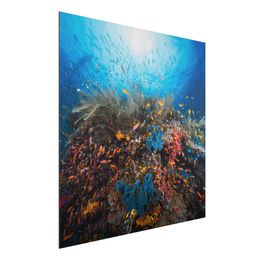 Bilderwelten Alu Dibond Outdoor Bild Tiere blau Motiv wetterfest - Lagune Unterwasser - Deko Wohnzimmer Schlafzimmer