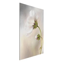 Bilderwelten Alu Dibond Outdoor Bild Blumen beige Landhaus wetterfest - Himmlischer Bl&uuml;tentraum - Deko Wohnzimmer Schlafzimmer