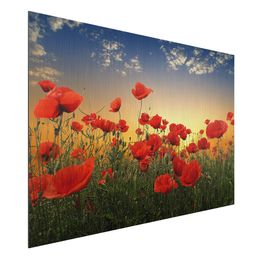 Bilderwelten Alu Dibond Outdoor Bild Blumen rot Motiv wetterfest - Mohnblumenfeld im Sonnenuntergang - Mohn Wohnzimmer Schlafzimmer