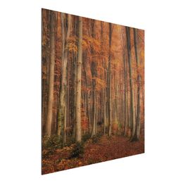 Bilderwelten Alu-Dibond Outdoor Bild Herbstspaziergang