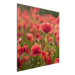 Bilderwelten Alu-Dibond Outdoor Bild Mohnfeld im Sonnenlicht