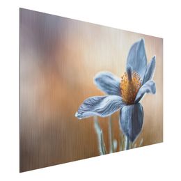 Alu-Dibond Blumen Kuhschelle in Blau