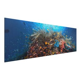 Bilderwelten Alu Dibond Outdoor Bild Tiere einzigartig Motiv wetterfest - Lagune mit Fischen - Deko Wohnzimmer Schlafzimmer