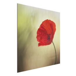 Bilderwelten Alu-Dibond Outdoor Bild Mohnbl&uuml;te im Garten