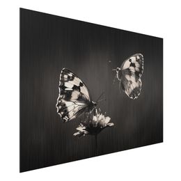 Bilderwelten Alu Dibond Outdoor Bild Tiere schwarz weiss Motiv wetterfest - Medioluto Norte - Schmetterlinge Wohnzimmer Schlafzimmer