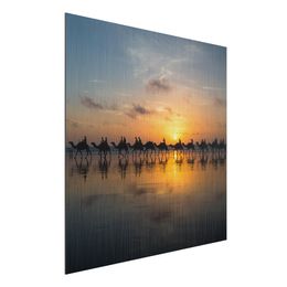 Alu-Dibond Tiere Kamele im Sonnenuntergang