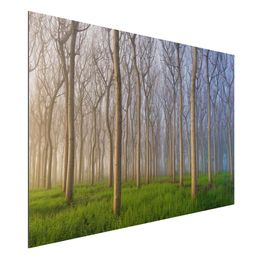 Bilderwelten Alu-Dibond Outdoor Bild Morgen im Wald