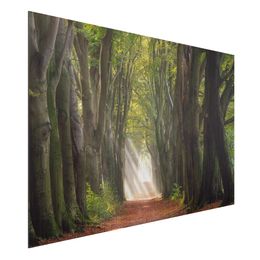 Bilderwelten Alu-Dibond Outdoor Bild Herrlicher Tag im Wald