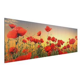 Bilderwelten Alu Dibond Outdoor Bild Blumen rot Motiv wetterfest - Mohnblumenfeld im Sonnenuntergang - Mohn Wohnzimmer Schlafzimmer