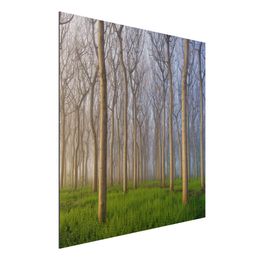 Bilderwelten Alu-Dibond Outdoor Bild Morgen im Wald