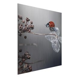 Bilderwelten Alu Dibond Outdoor Bild Tiere rot Tropisch wetterfest - Marienk&auml;fer auf Hortensie - Deko Wohnzimmer Schlafzimmer