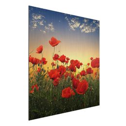 Bilderwelten Alu-Dibond Outdoor Bild Mohnblumenfeld im Sonnenuntergang