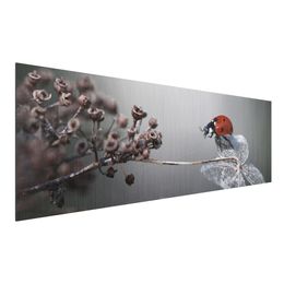 Bilderwelten Alu Dibond Outdoor Bild Tiere rot Tropisch wetterfest - Marienk&auml;fer auf Hortensie - Deko Wohnzimmer Schlafzimmer