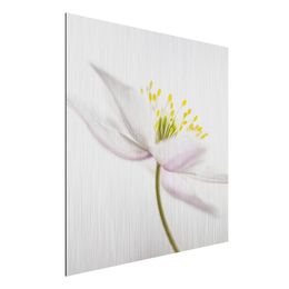 Bilderwelten Alu Dibond Outdoor Bild Blumen weiss Motiv wetterfest - Nemorosa - Deko Wohnzimmer Schlafzimmer