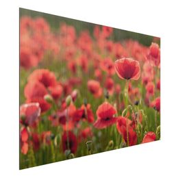Bilderwelten Alu Dibond Outdoor Bild Blumen rot Motiv wetterfest - Mohnfeld im Sonnenlicht - Mohn Wohnzimmer Schlafzimmer