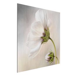 Bilderwelten Alu-Dibond Outdoor Bild Himmlischer Bl&uuml;tentraum