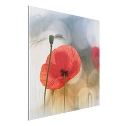 Bilderwelten Alu-Dibond Outdoor Bild Mohnblumen am Morgen