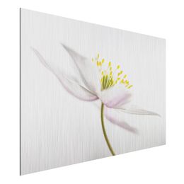 Bilderwelten Alu Dibond Outdoor Bild Blumen weiss Motiv wetterfest - Nemorosa - Deko Wohnzimmer Schlafzimmer