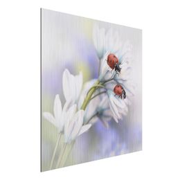 Bilderwelten Alu Dibond Outdoor Bild Blumen violett modern wetterfest - Marienk&auml;fer Paar - Deko Wohnzimmer Schlafzimmer