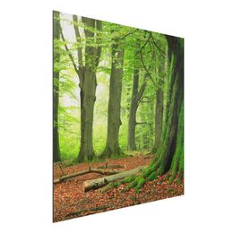 Bilderwelten Alu-Dibond Outdoor Bild Mighty Beech Trees