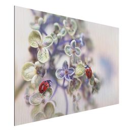 Bilderwelten Alu-Dibond Outdoor Bild Marienk&auml;fer im Garten