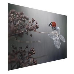 Bilderwelten Alu Dibond Outdoor Bild Tiere rot Tropisch wetterfest - Marienk&auml;fer auf Hortensie - Deko Wohnzimmer Schlafzimmer