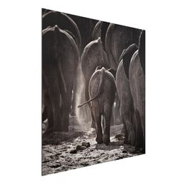 Bilderwelten Alu Dibond Outdoor Bild Tiere grau Motiv wetterfest - Nach Hause gehen - Elefant Wohnzimmer Schlafzimmer