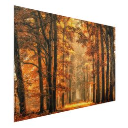 Bilderwelten Alu-Dibond Outdoor Bild M&auml;rchenwald im Herbst