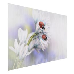 Bilderwelten Alu Dibond Outdoor Bild Blumen violett modern wetterfest - Marienk&auml;fer Paar - Deko Wohnzimmer Schlafzimmer