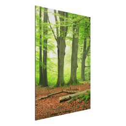 Bilderwelten Alu-Dibond Outdoor Bild Mighty Beech Trees