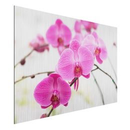 Bilderwelten Alu Dibond Outdoor Bild Blumen pink Motiv wetterfest - Nahaufnahme Orchidee - Orchidee Wohnzimmer Schlafzimmer