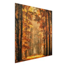 Bilderwelten Alu-Dibond Outdoor Bild M&auml;rchenwald im Herbst