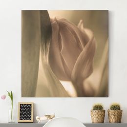 Bilderwelten Leinwandbild - Quadrat Zarte Tulpen