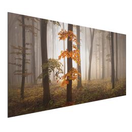 Bilderwelten Alu Dibond Outdoor Bild Wald braun Motiv wetterfest - Novemberwald - B&auml;ume Wohnzimmer Schlafzimmer