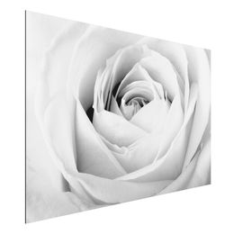 Bilderwelten Alu Dibond Outdoor Bild Blumen schwarz weiss Motiv wetterfest - Close Up Rose - Rose Wohnzimmer Schlafzimmer