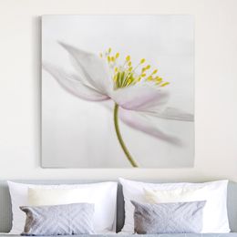 Bilderwelten Leinwandbild Blumen Motiv Kunstdruck weiss - Nemorosa - Wandbild XXL Wohnzimmer Schlafzimmer