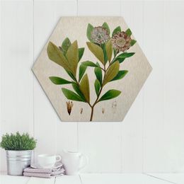 Bilderwelten Alu-Dibond Bild Hexagon Blumen gr&uuml;n Vintage - Laubbaum Schautafel V - Pflanzen Wohnzimmer Schlafzimmer
