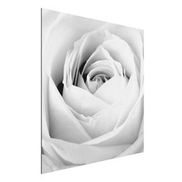 Bilderwelten Alu Dibond Outdoor Bild Blumen schwarz weiss Motiv wetterfest - Close Up Rose - Rose Wohnzimmer Schlafzimmer