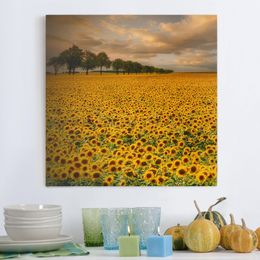 Bilderwelten Leinwandbild - Quadrat Feld mit Sonnenblumen
