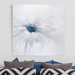Bilderwelten Leinwandbild Blumen Motiv Kunstdruck Leinwanddruck - G&auml;nsebl&uuml;mchen in Blau - Wandbild XXL Wohnzimmer Schlafzimmer
