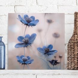 Bilderwelten Leinwandbild Blumen modern Kunstdruck Leinwanddruck - Blaue Kosmeen - Wandbild XXL Wohnzimmer Schlafzimmer