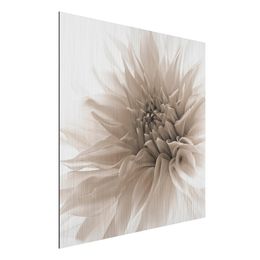 Bilderwelten Alu Dibond Outdoor Bild Blumen beige Motiv wetterfest - Dahlie in W&uuml;rde - Deko Wohnzimmer Schlafzimmer