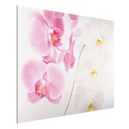 Bilderwelten Alu Dibond Outdoor Bild Blumen einzigartig Motiv wetterfest - Delicate Orchids - Orchidee Wohnzimmer Schlafzimmer
