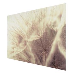 Bilderwelten Alu-Dibond Outdoor Bild Detailreiche Pusteblumen Makroaufnahme mit Vintage Blur Effekt