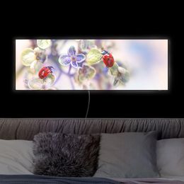 Bilderwelten LED-Wechselbild Marienk&auml;fer im Garten